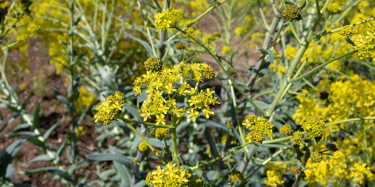 Portals to the Past | Unveiling the Enigmatic Origins of British Celts ...